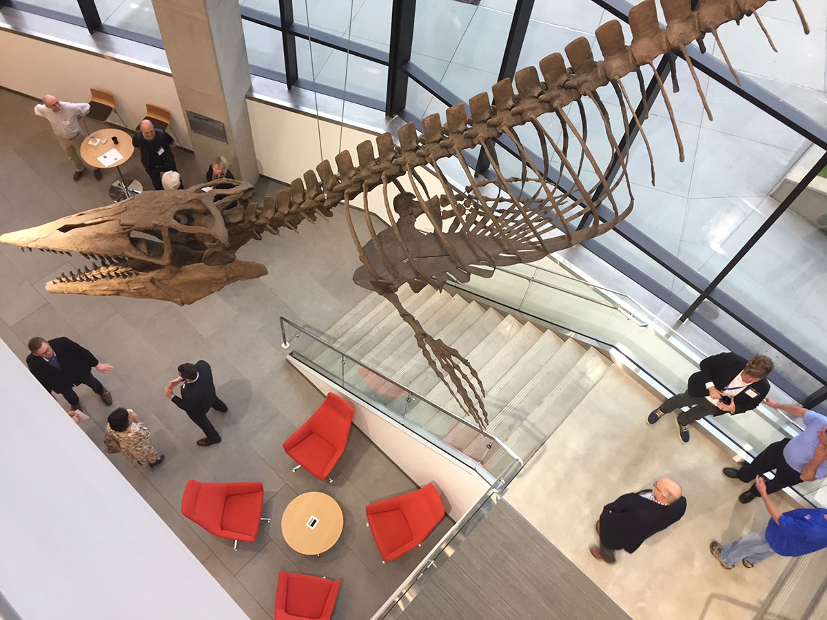 Mosasaur and Sea Turtle | Earth, Energy & Environment Center (EEEC)